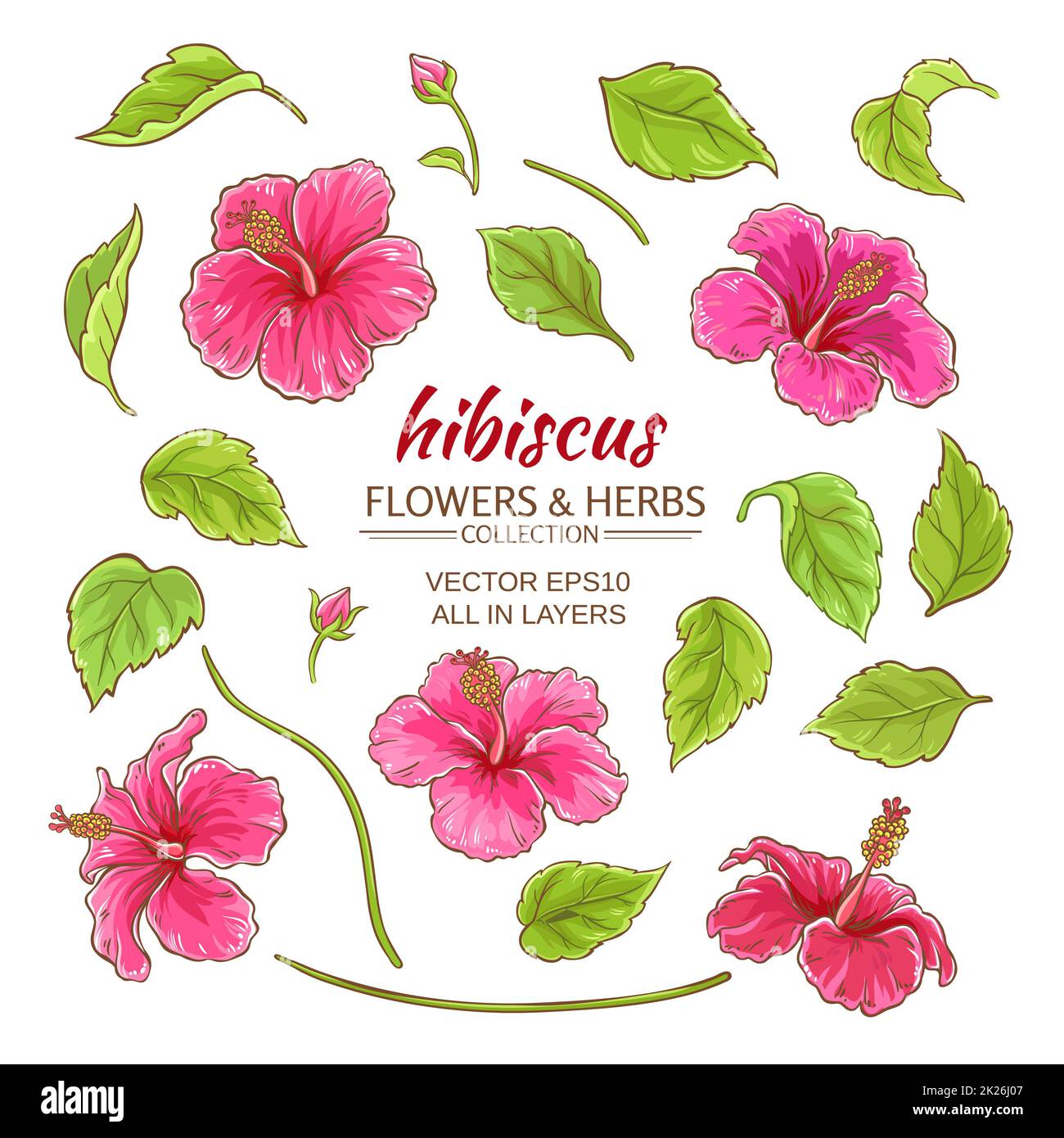 hibiscus vector set Stock Photo - Alamy