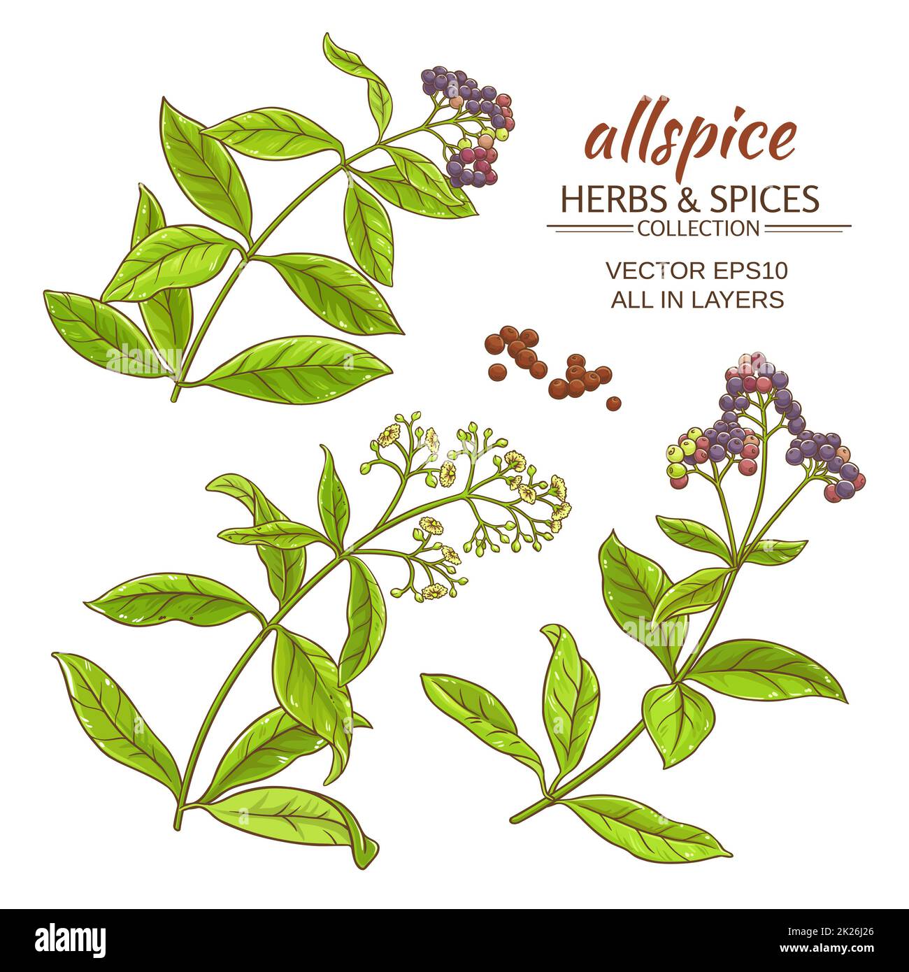 Allspice Plant