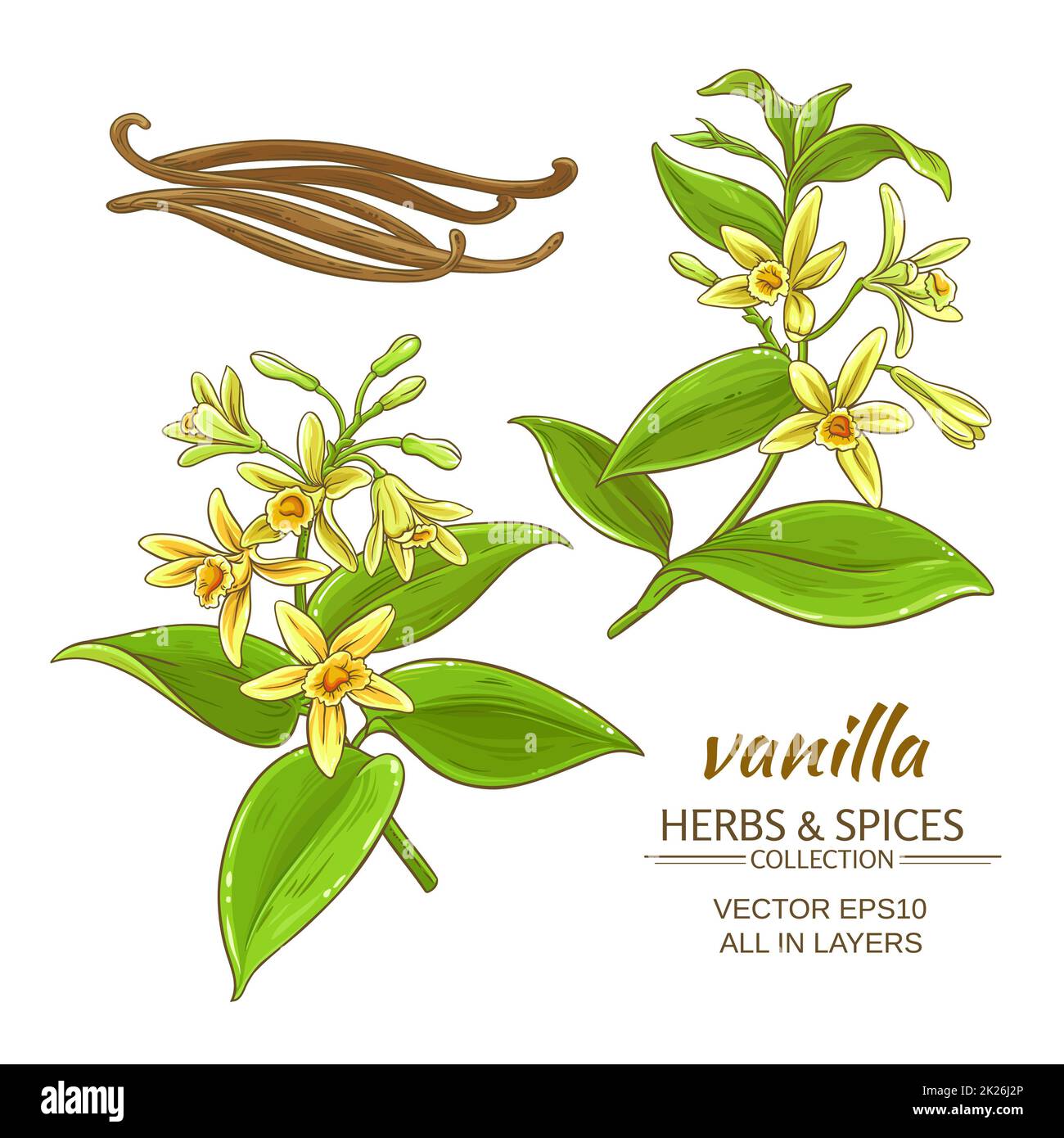 vanilla vector set Stock Photo - Alamy