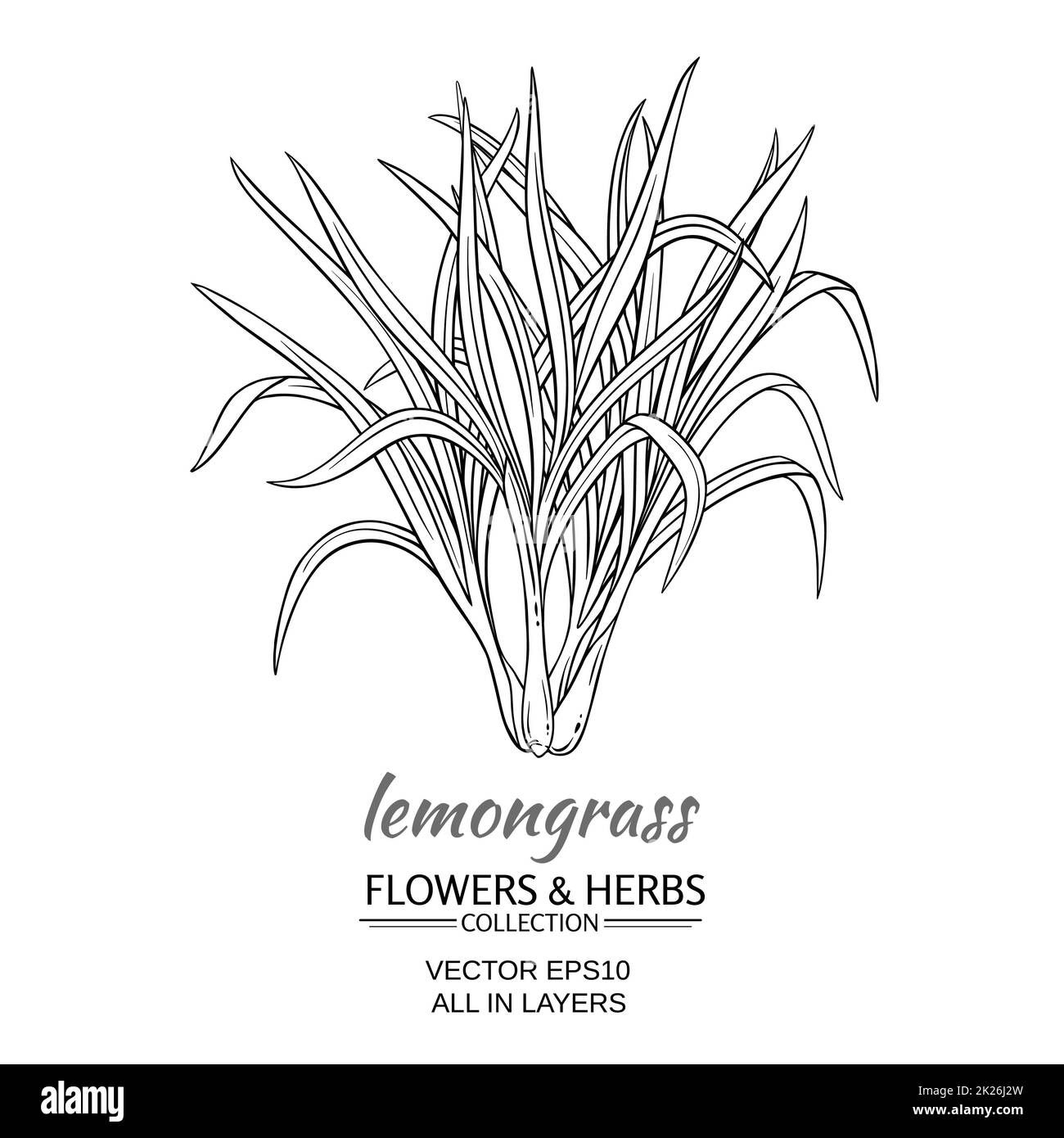 The lemongrass Black and White Stock Photos & Images - Alamy