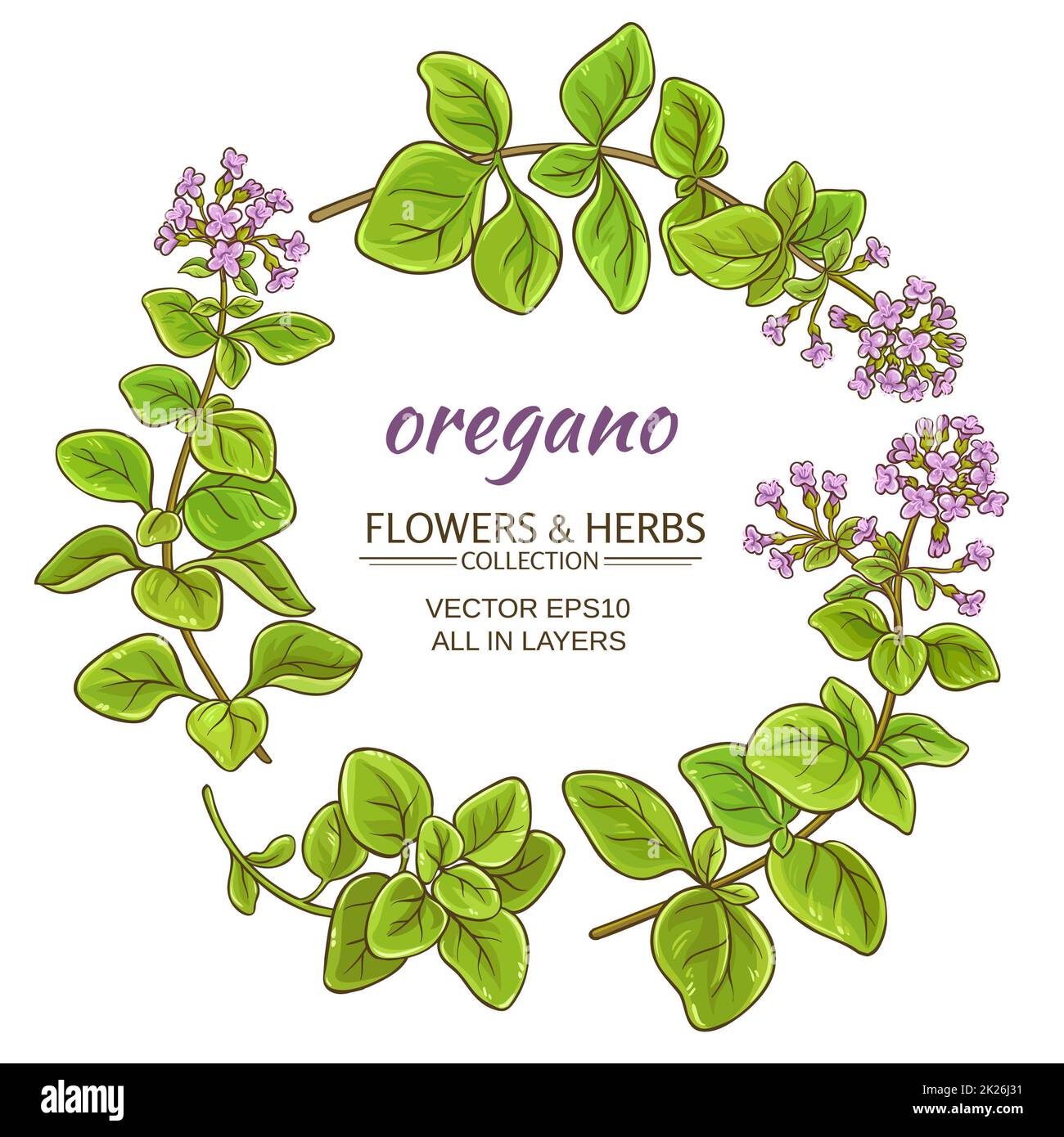 oregano vector set Stock Photo - Alamy