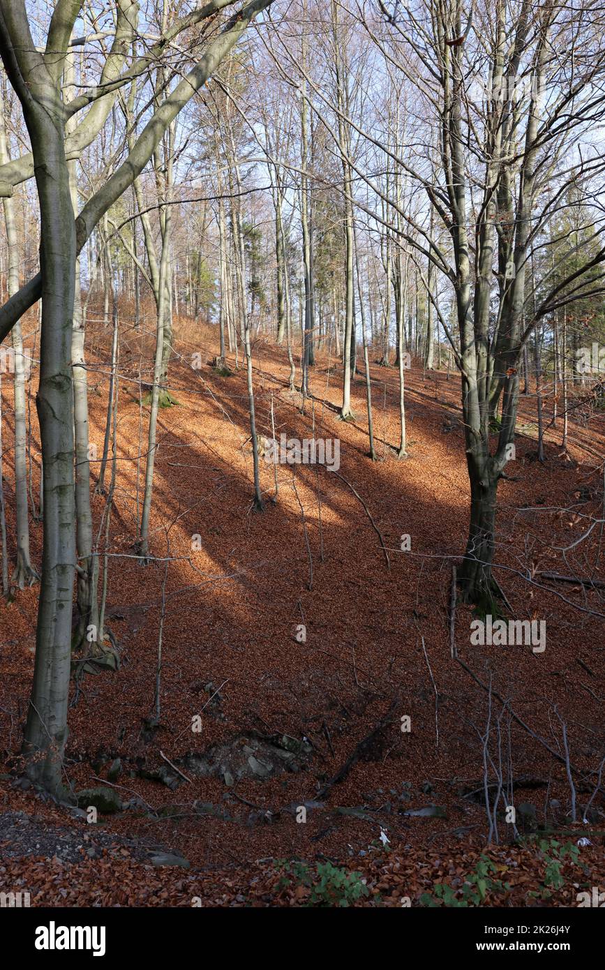 silver-beech tree trunks against the dry leaves Stock Photo - Alamy