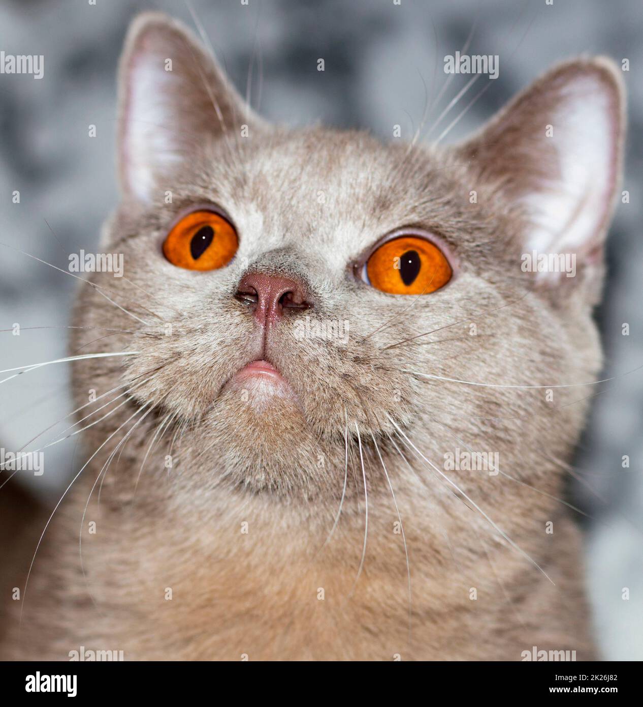 Portrait of a Scottish cat fawn lilac on a marble background Stock ...