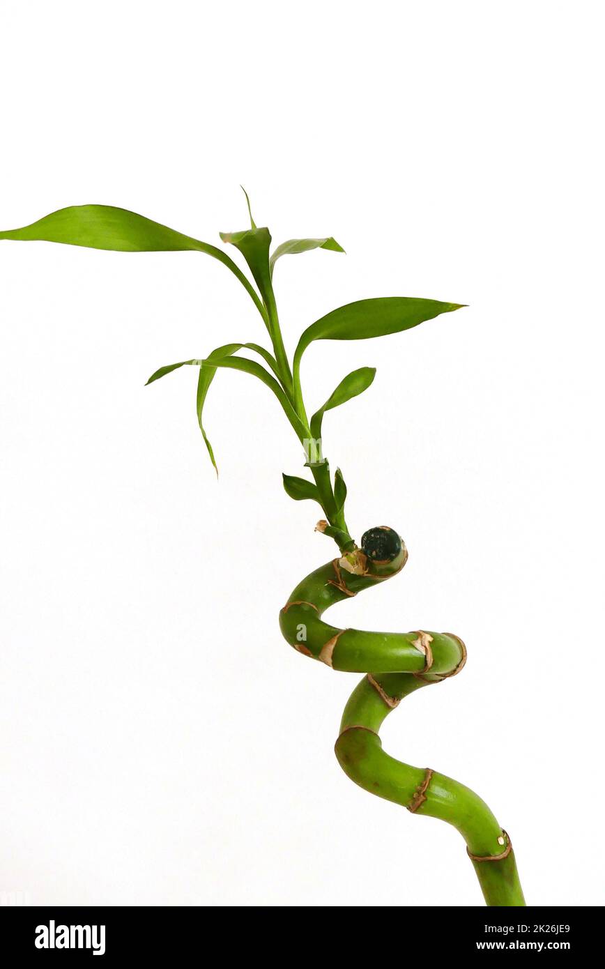 bamboo tree seedling,growing bamboo tree in jar as ornamental plant ...