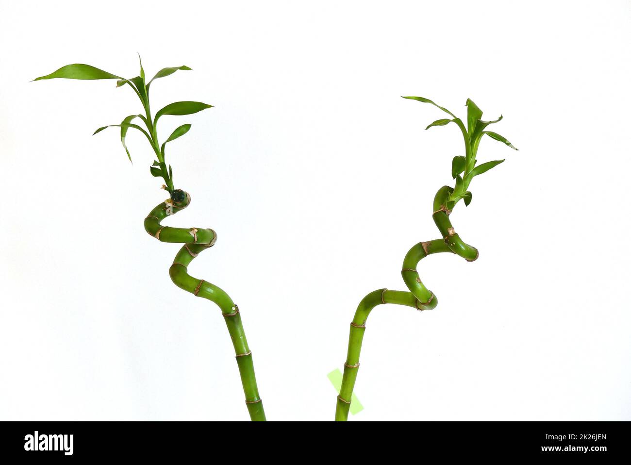 bamboo tree seedling,growing bamboo tree in jar as ornamental plant ...