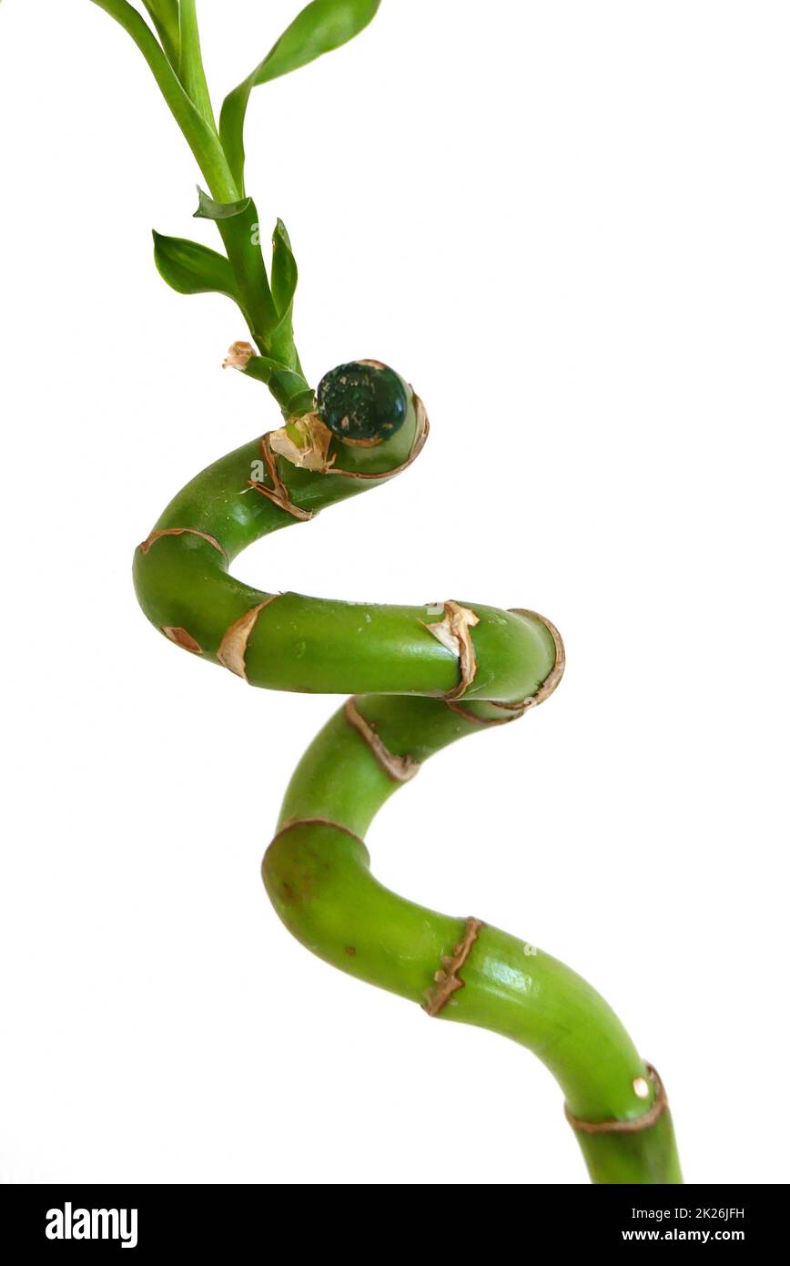 bamboo tree seedling,growing bamboo tree in jar as ornamental plant ...