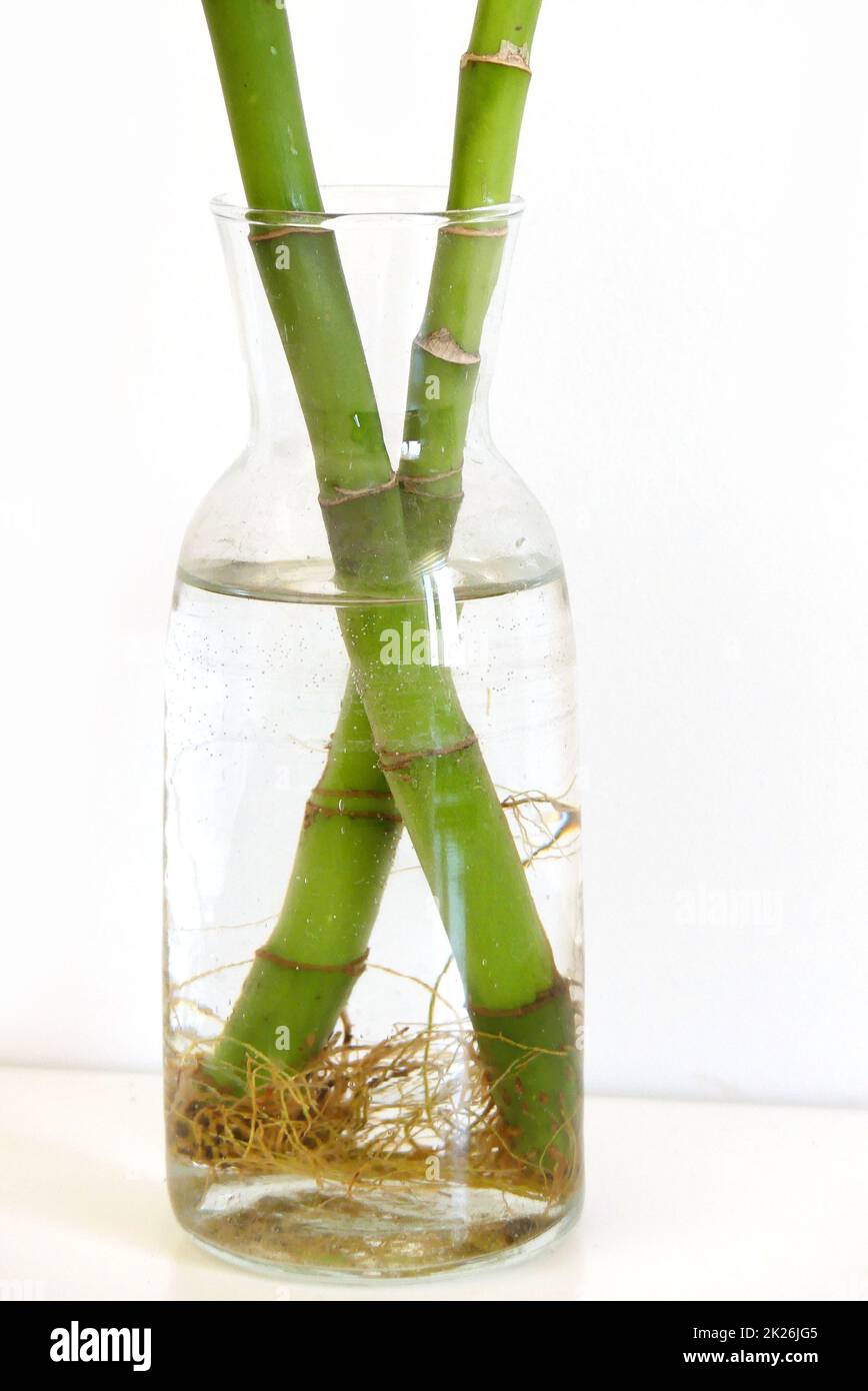 bamboo tree seedling,growing bamboo tree in jar as ornamental plant ...
