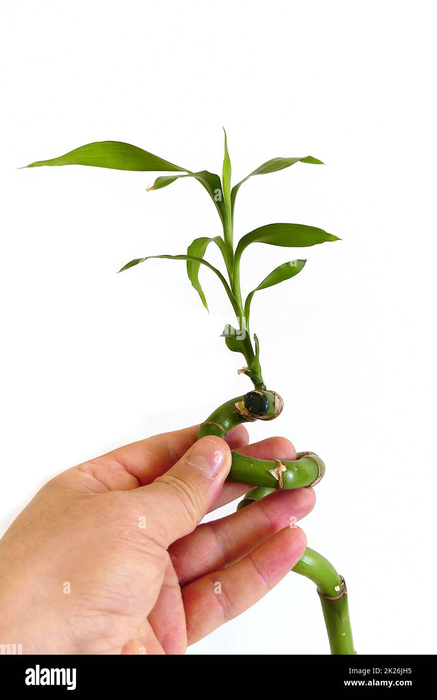 bamboo tree seedling,growing bamboo tree in jar as ornamental plant ...