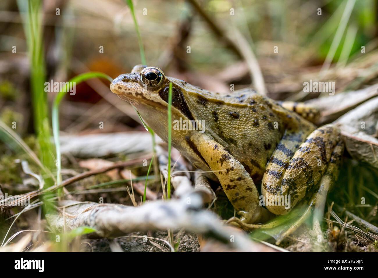 Brown common frog sits hidden on the ground between grass and leaves ...