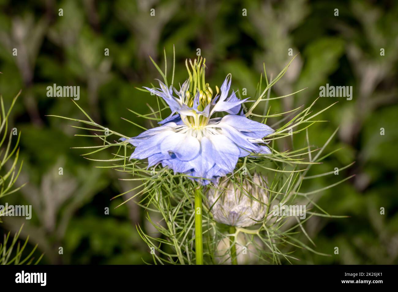 Light blue black cumin flower against green background Stock Photo - Alamy