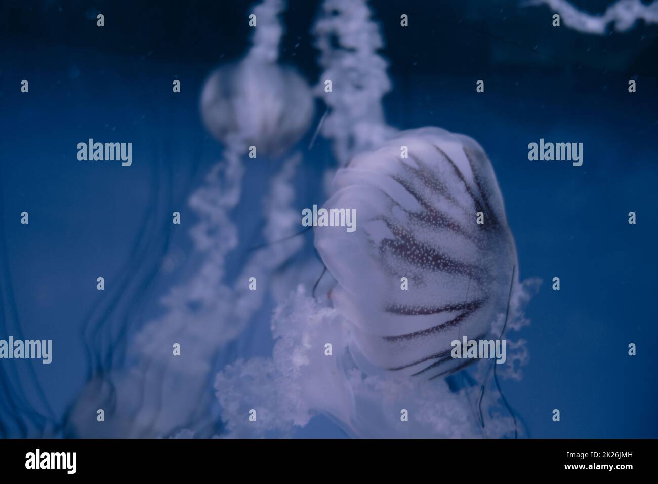 Jellyfish floating in the deep ocean Stock Photo - Alamy