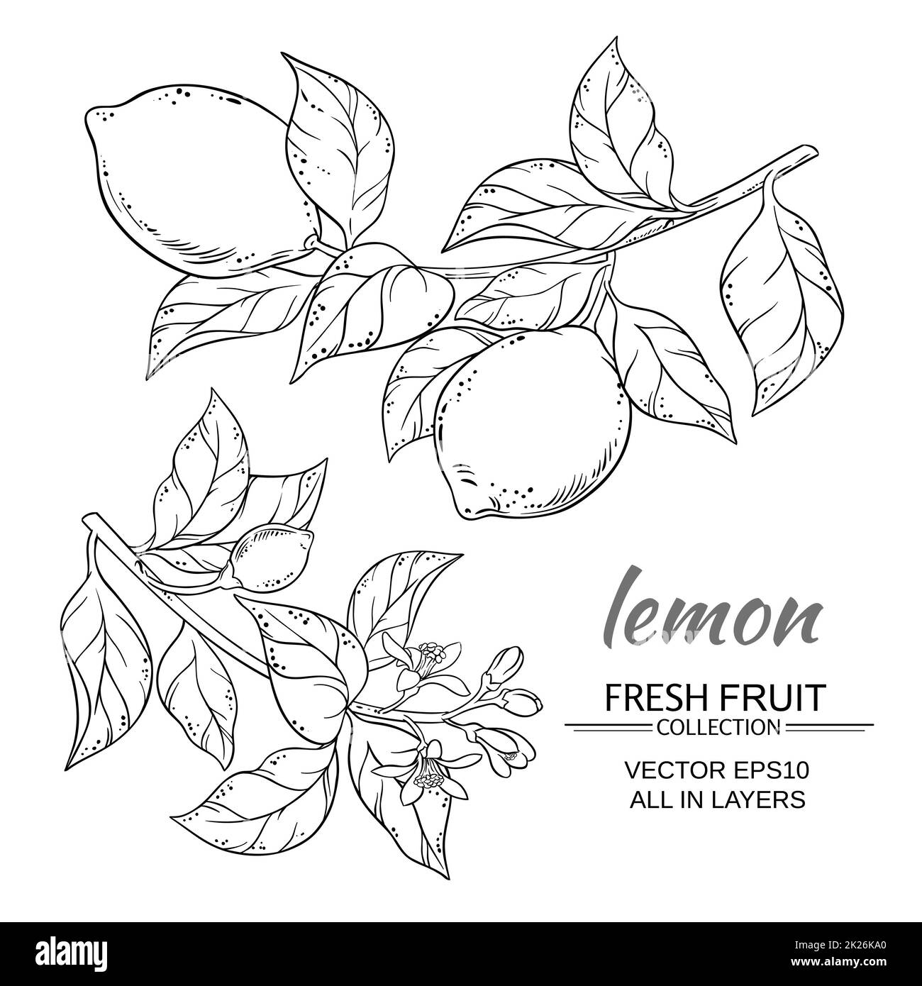 lemon vector set Stock Photo - Alamy