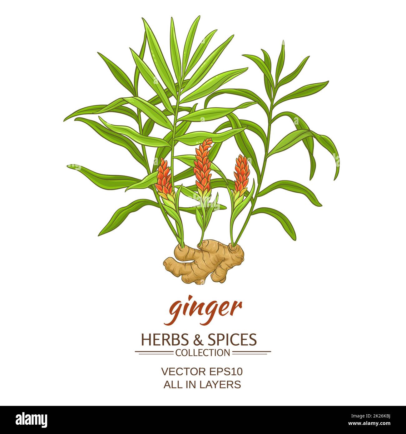 ginger vector illustration Stock Photo - Alamy ginger vector illustration Stock Photo - Alamy