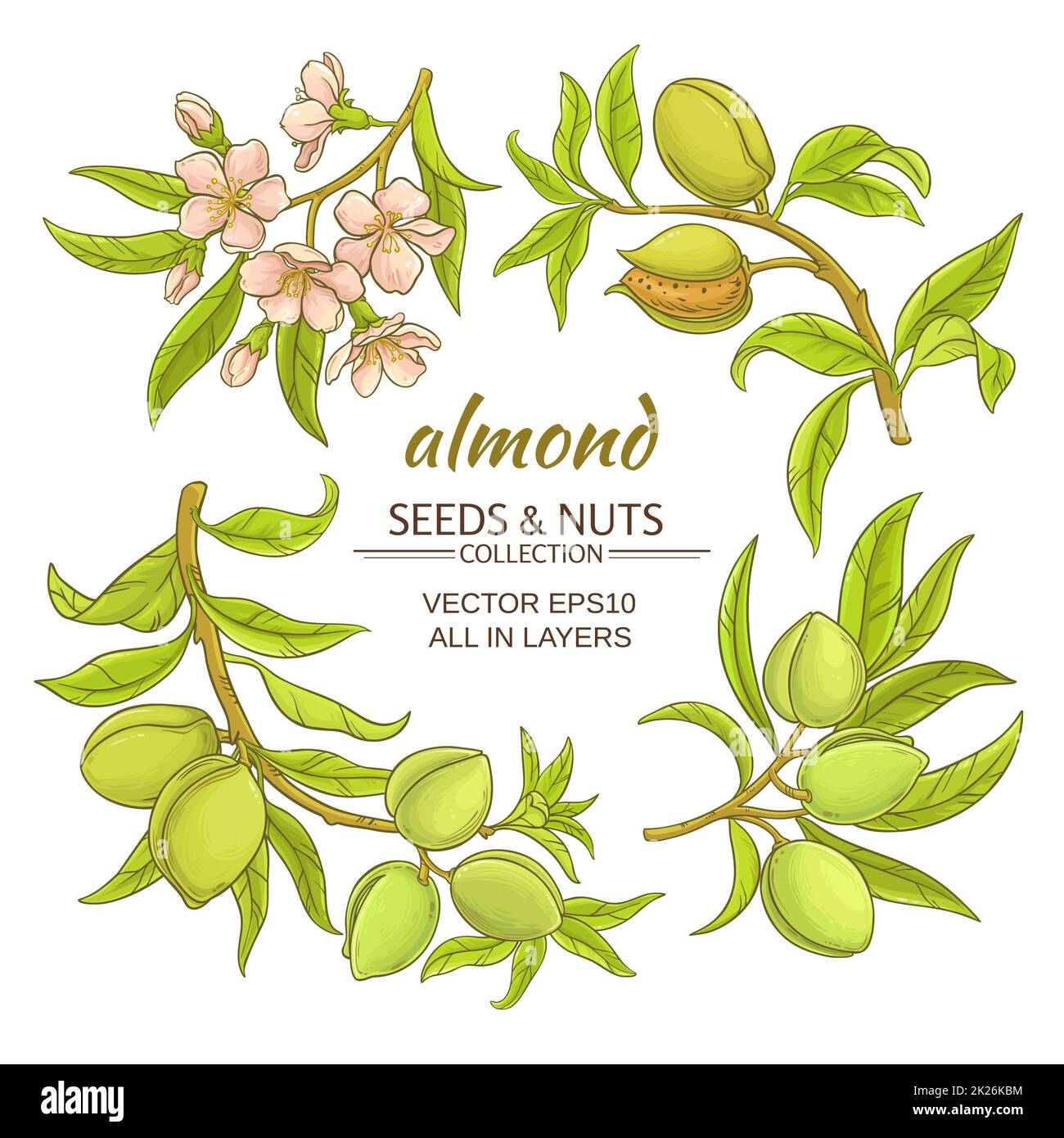 almond vector set Stock Photo - Alamy