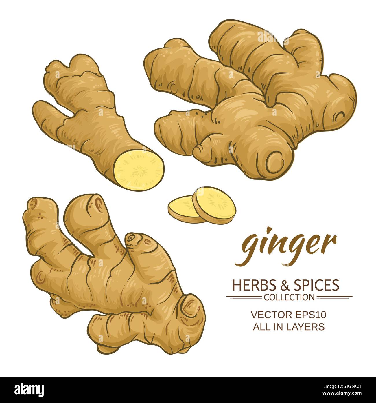 ginger roots vector set Stock Photo - Alamy