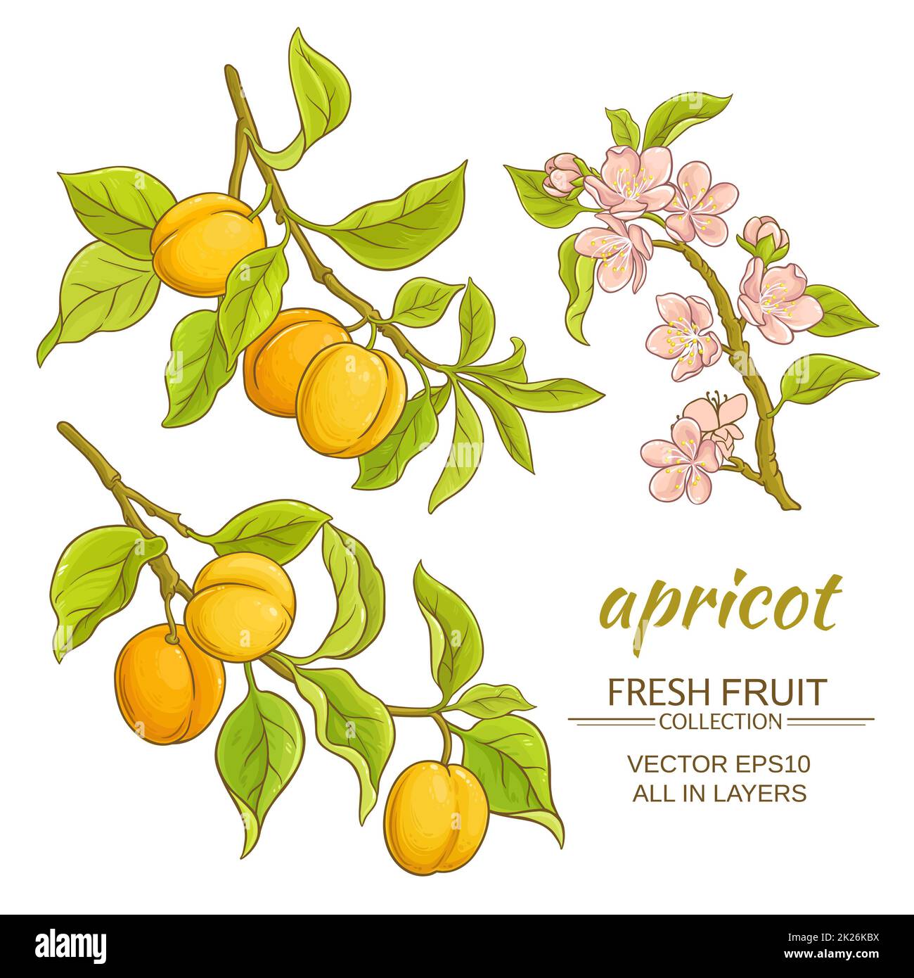 apricot vector set Stock Photo - Alamy