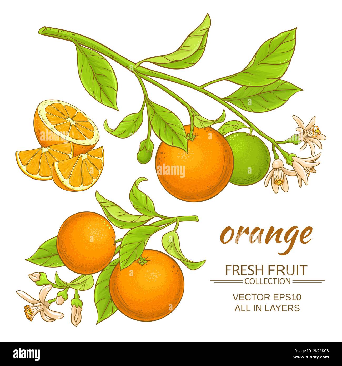 orange vector set Stock Photo - Alamy