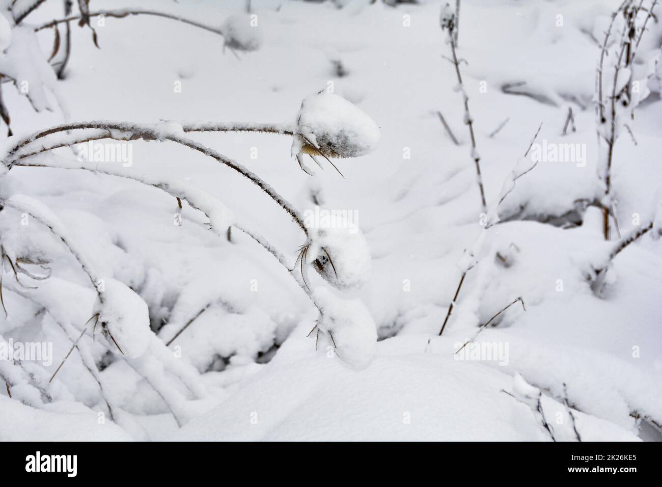Wild teasel in winter with snow Stock Photo - Alamy