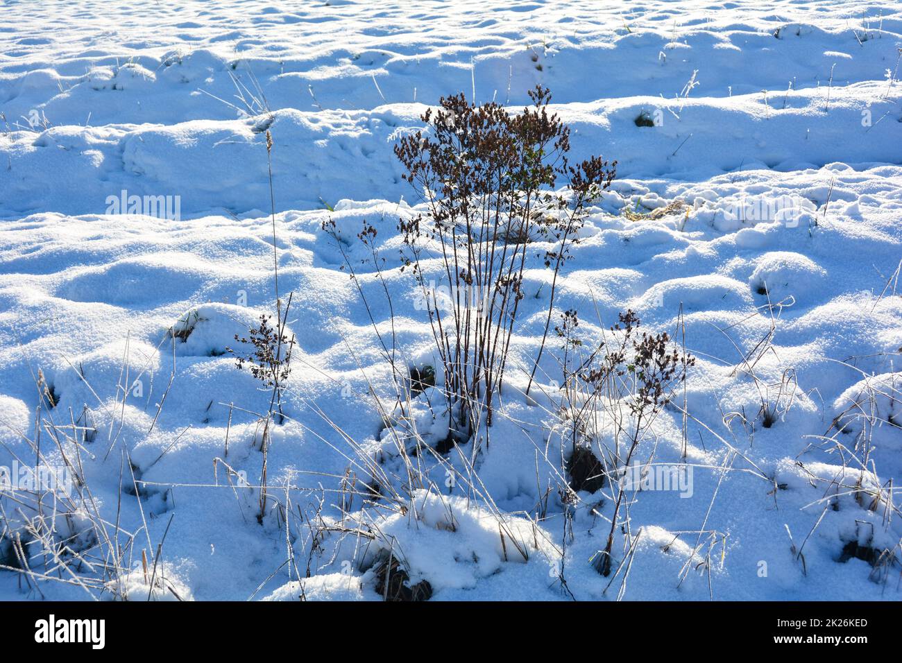 Plants in the snow Stock Photo - Alamy