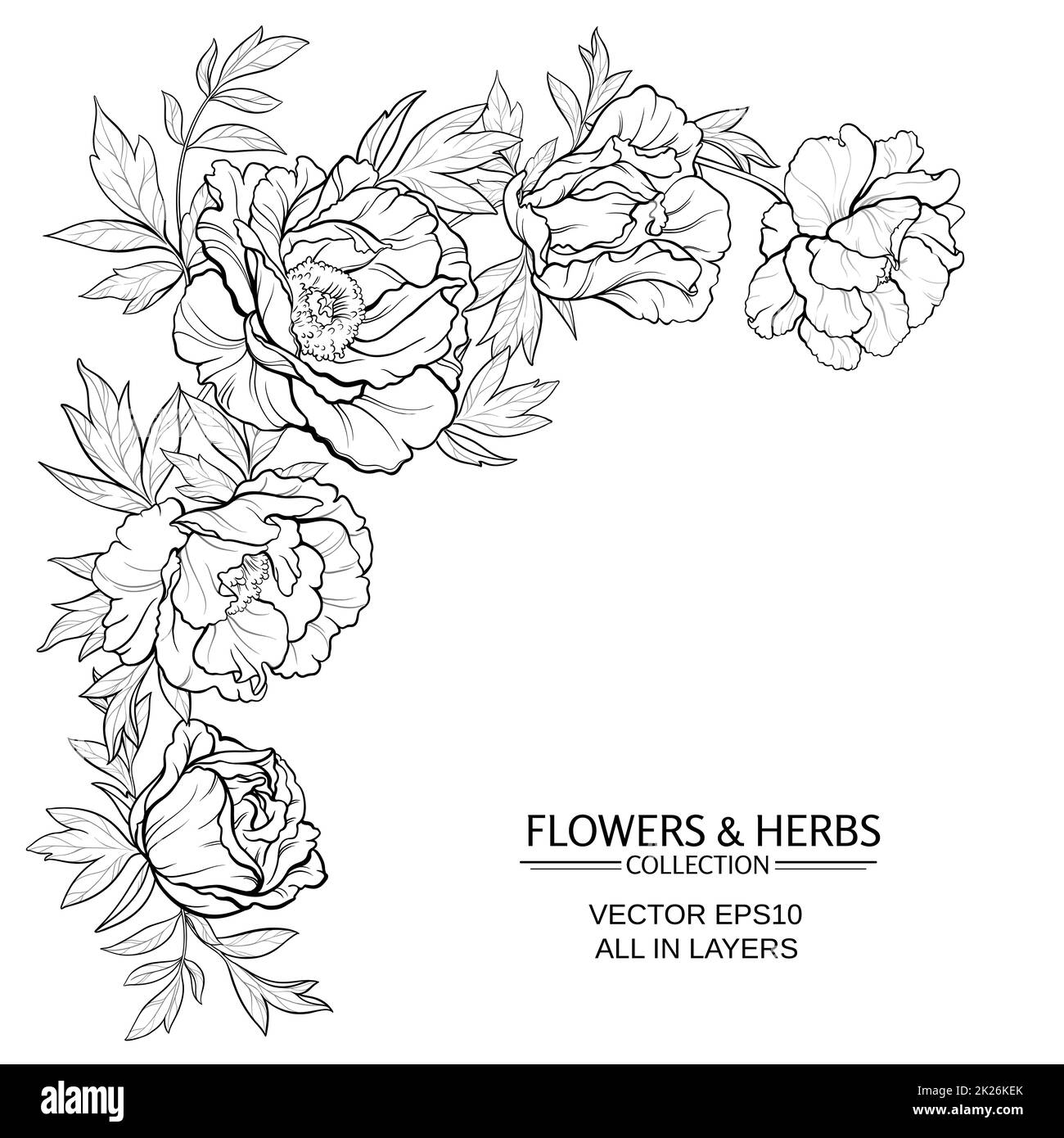 Wedding invitation design peonies Cut Out Stock Images & Pictures - Alamy