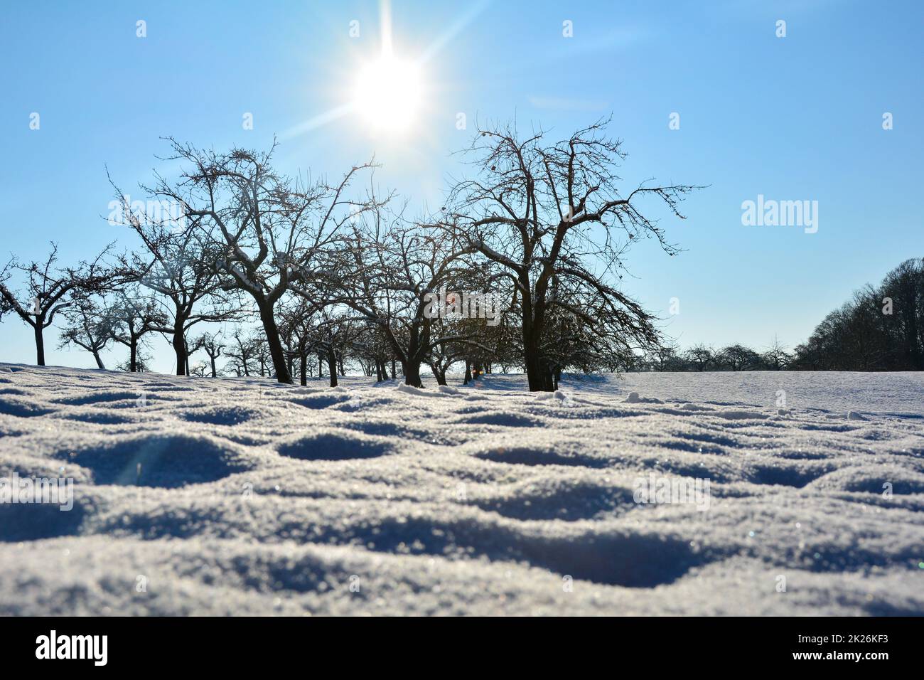 Snow trees sun hi-res stock photography and images - Alamy