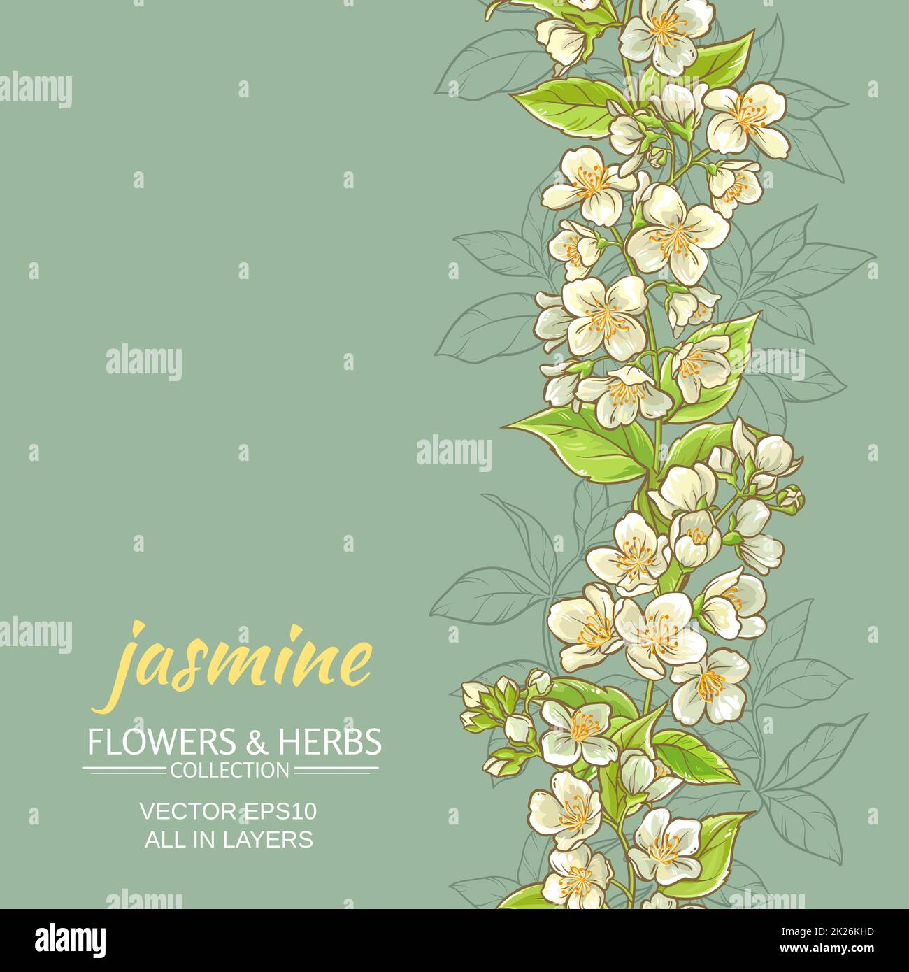 jasmine vector background Stock Photo - Alamy