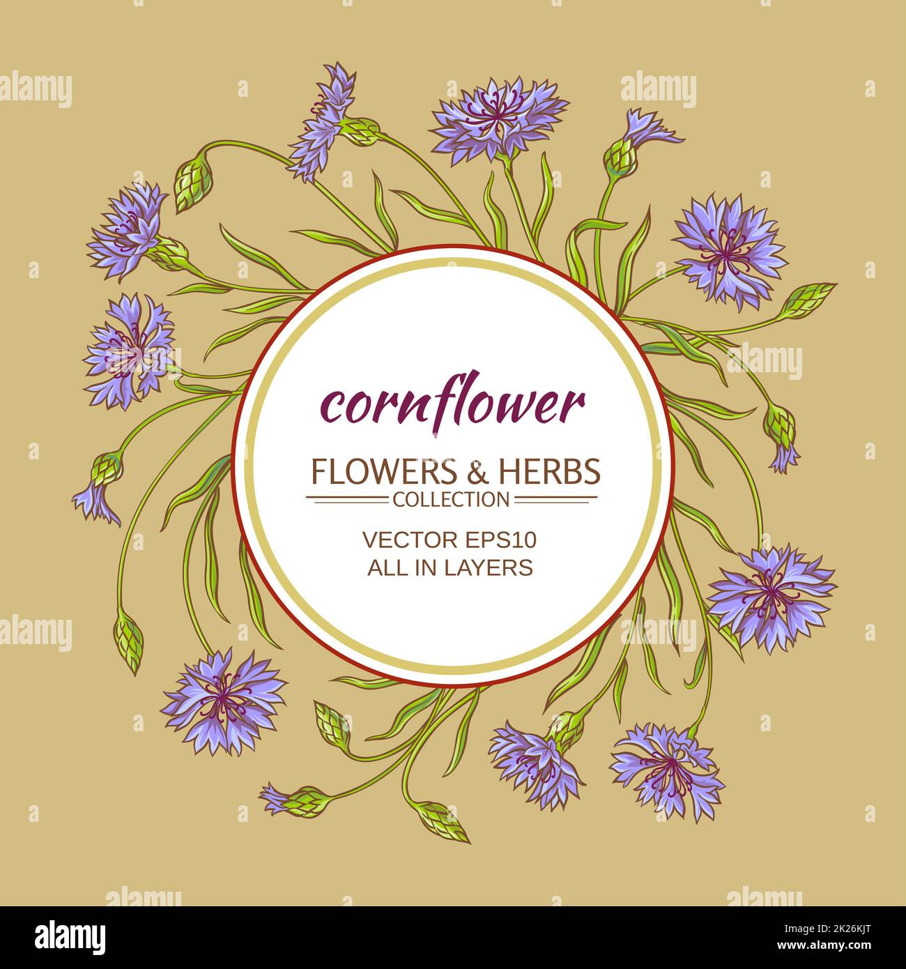 corn flower vector frame Stock Photo - Alamy