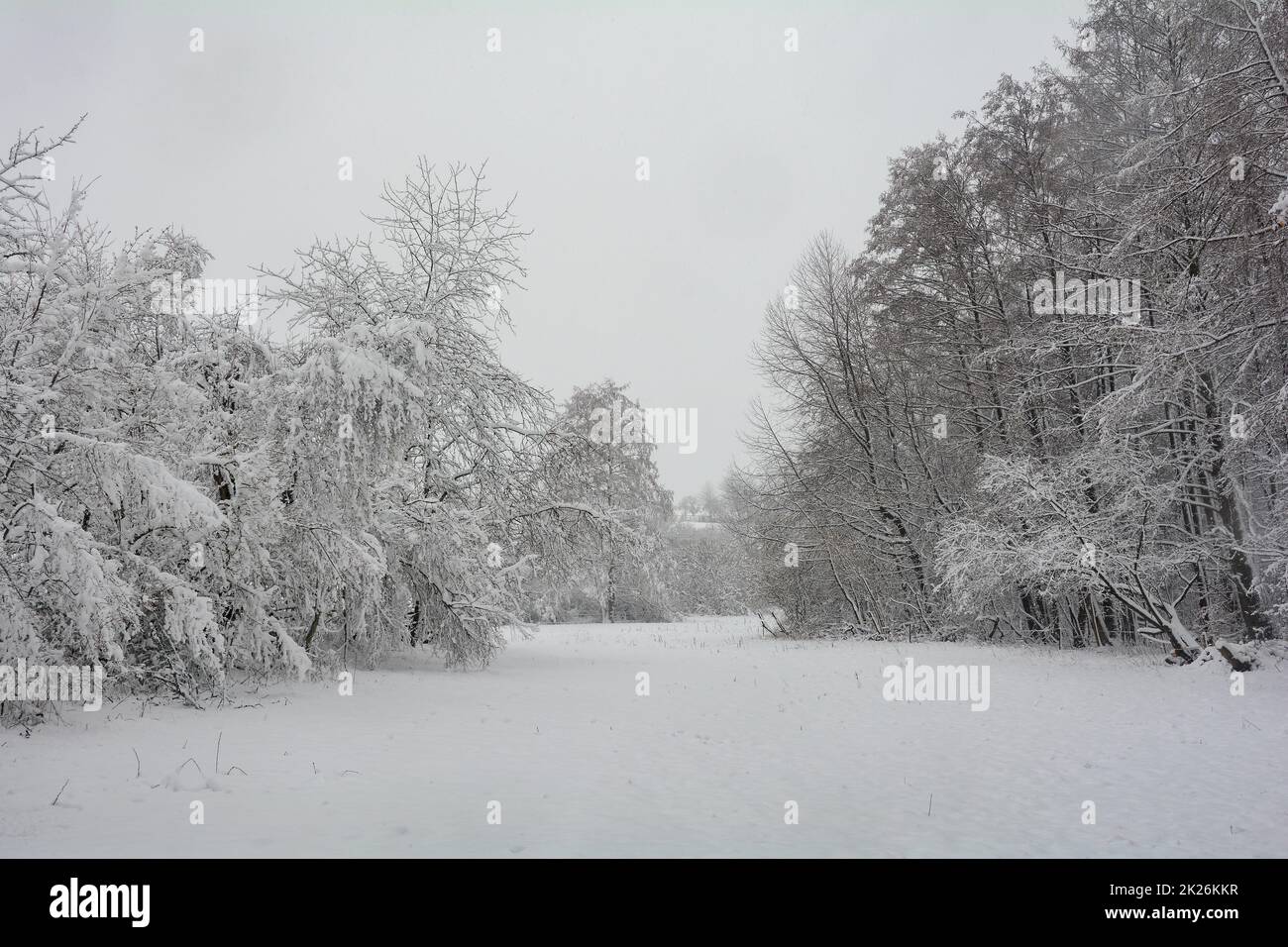 White winter landscape, trees with lots of snow Stock Photo - Alamy