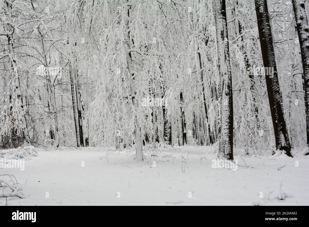 Wintertime - Tall dark trees in the white snow Stock Photo - Alamy