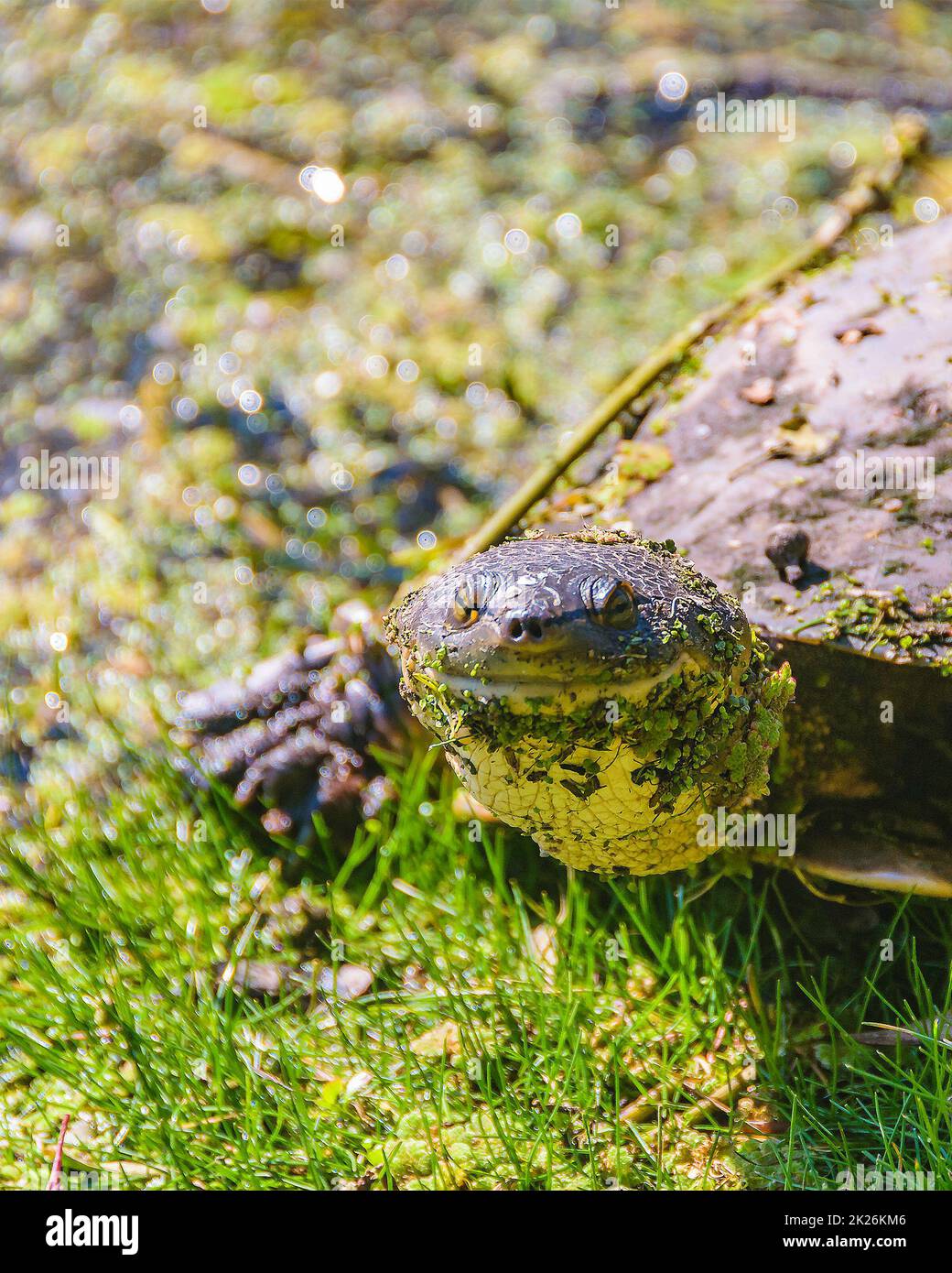 Small Turtle High Angle, Flores, Uruguay Stock Photo - Alamy