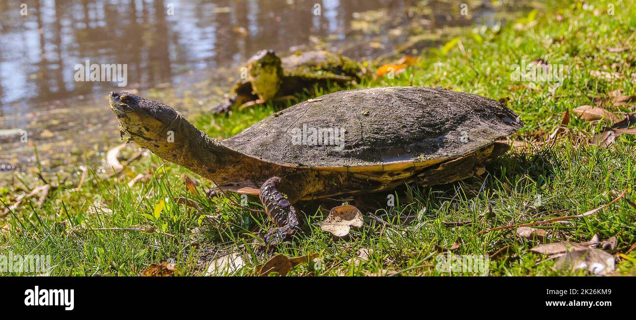 Small Turtles at Lake, Flores, Uruguay Stock Photo - Alamy