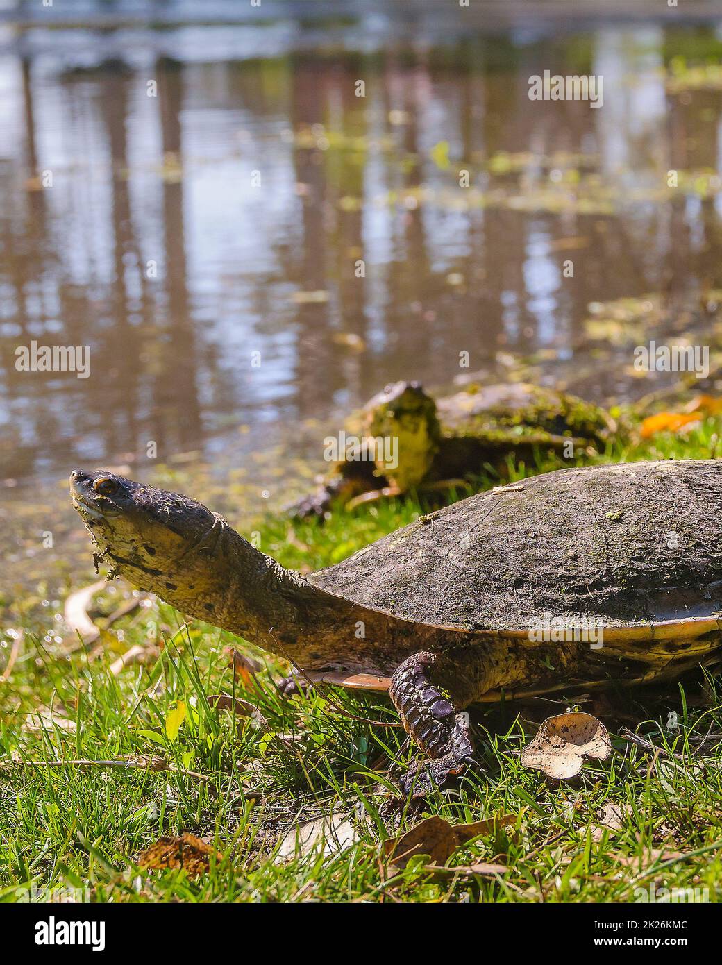 Small Turtles at Lake, Flores, Uruguay Stock Photo - Alamy