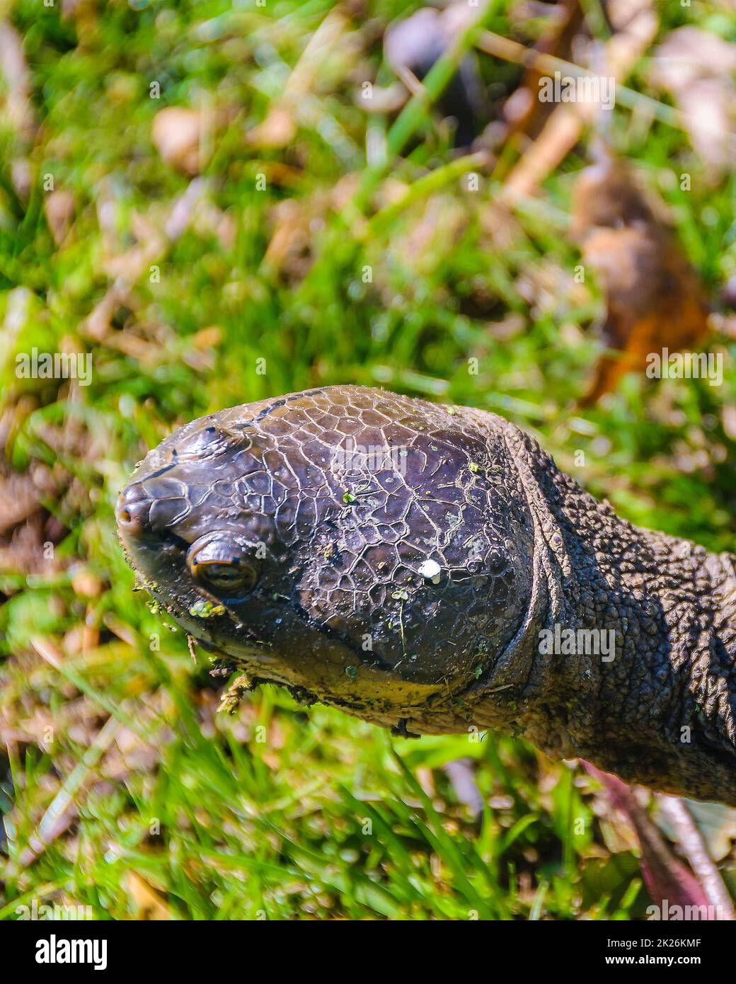 Small Turtles at Lake, Flores, Uruguay Stock Photo - Alamy