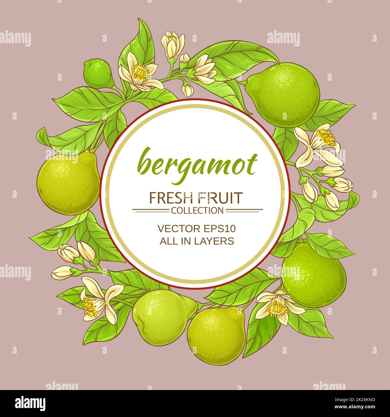 Bergamot branch drawing hi-res stock photography and images - Alamy