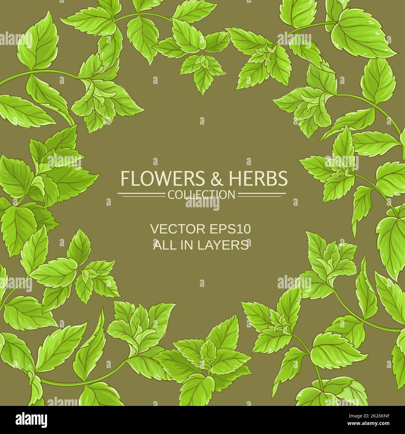 peppermint vector frame Stock Photo - Alamy