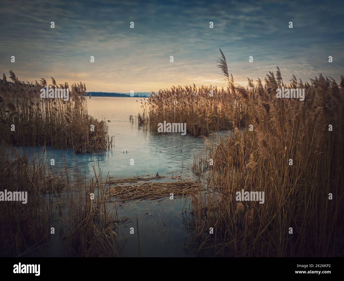 Dry reed in the frozen lake over sunset sky background. Winter ...