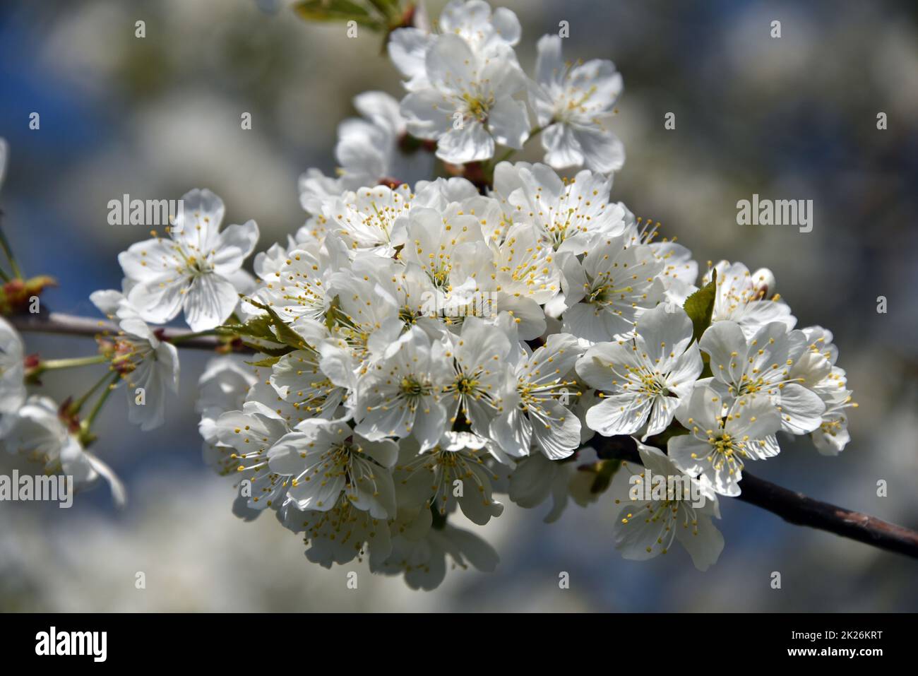 Spring tree germany hi-res stock photography and images - Alamy
