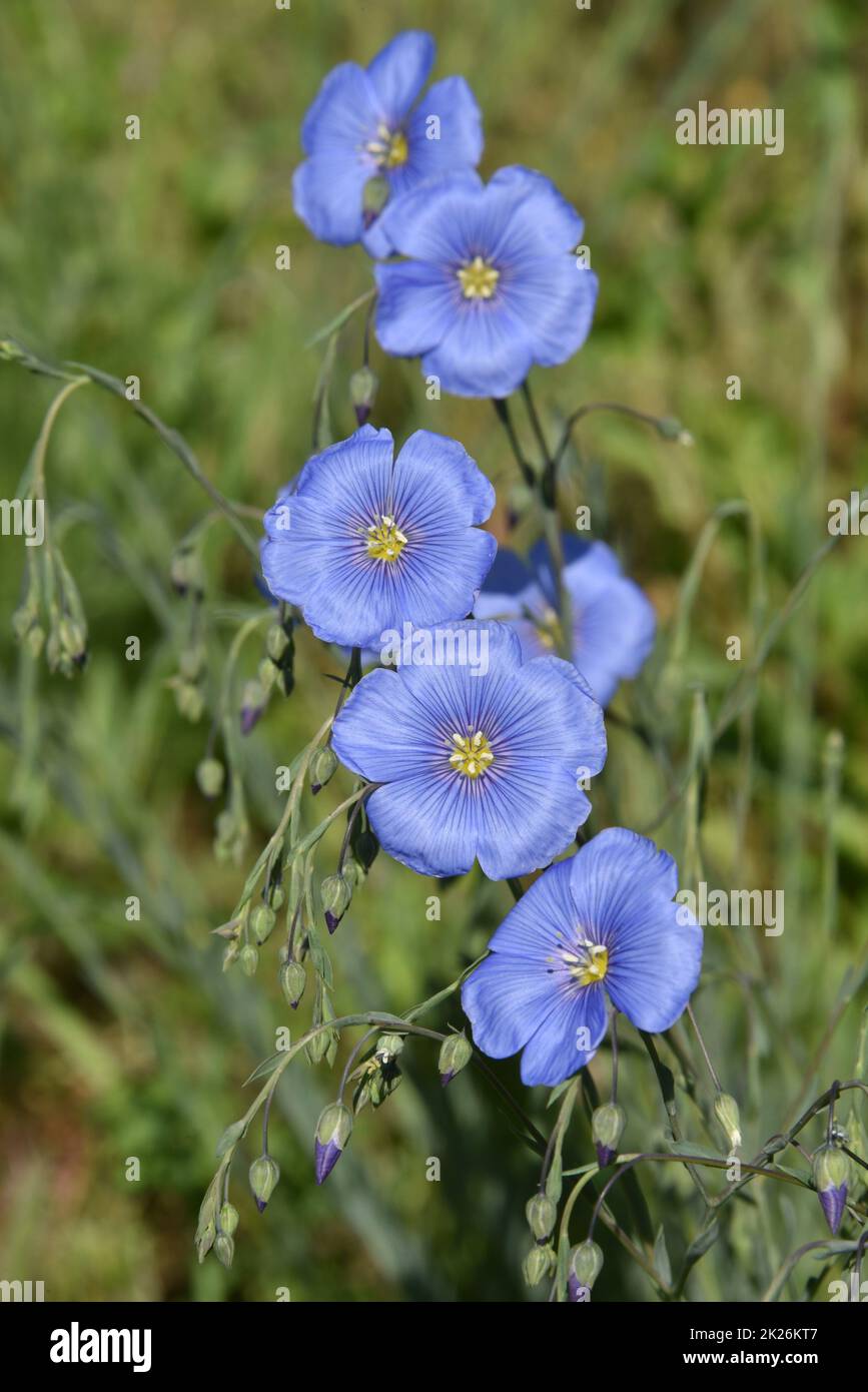 Spring bloomed hi-res stock photography and images - Alamy