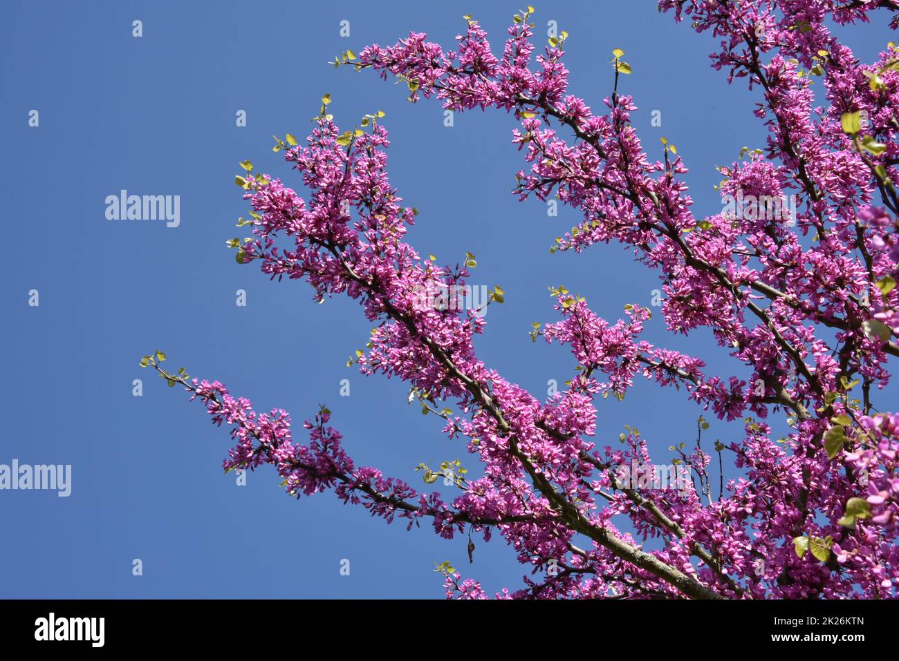Spring tree germany hi-res stock photography and images - Alamy