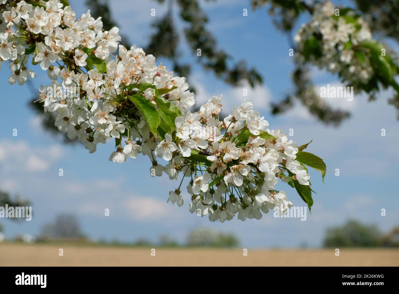 Spring tree germany hi-res stock photography and images - Alamy