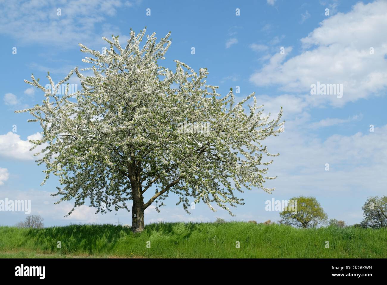 Spring tree germany hi-res stock photography and images - Alamy