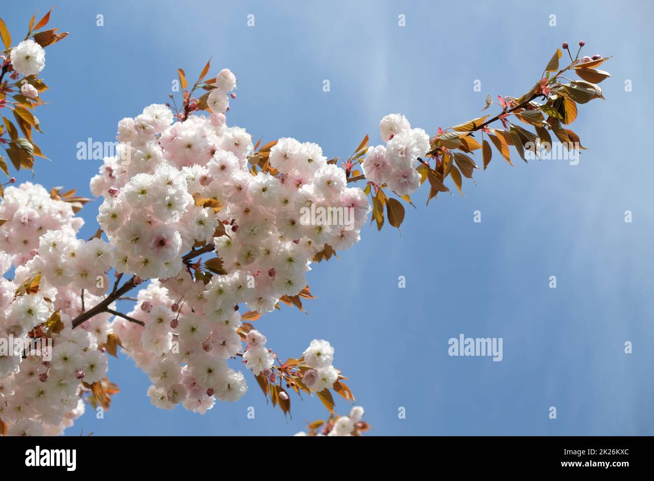 Spring tree germany hi-res stock photography and images - Alamy