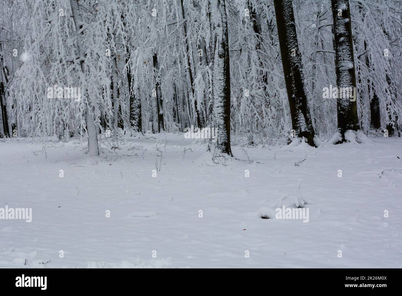 Trees in the forest with a lot of snow Stock Photo - Alamy