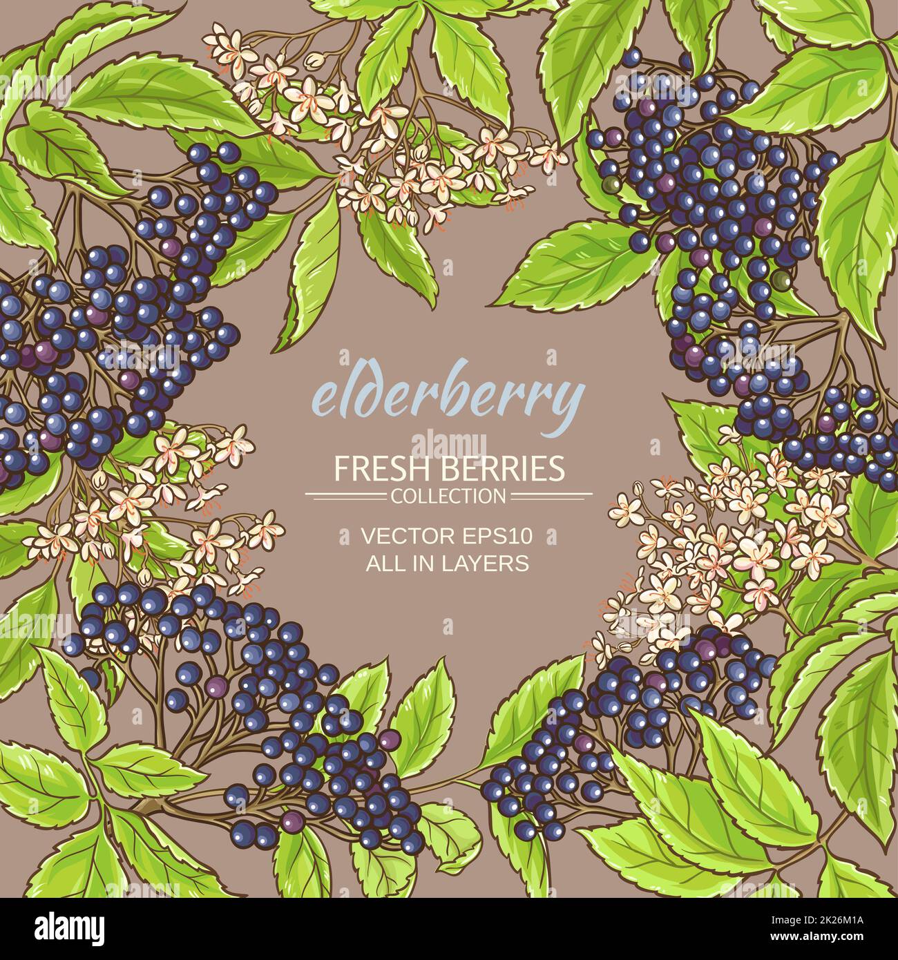 elderberry vector frame Stock Photo - Alamy