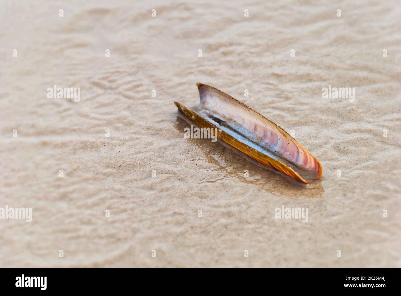 Razor shell on sand beach hi-res stock photography and images - Alamy