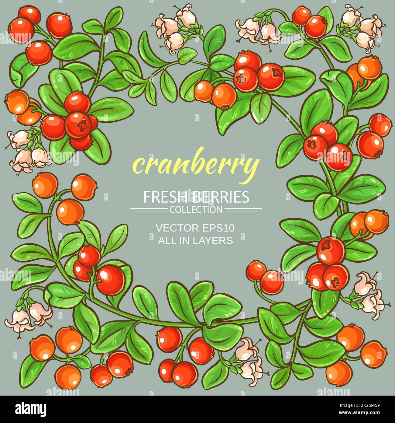 cranberry vector frame Stock Photo - Alamy