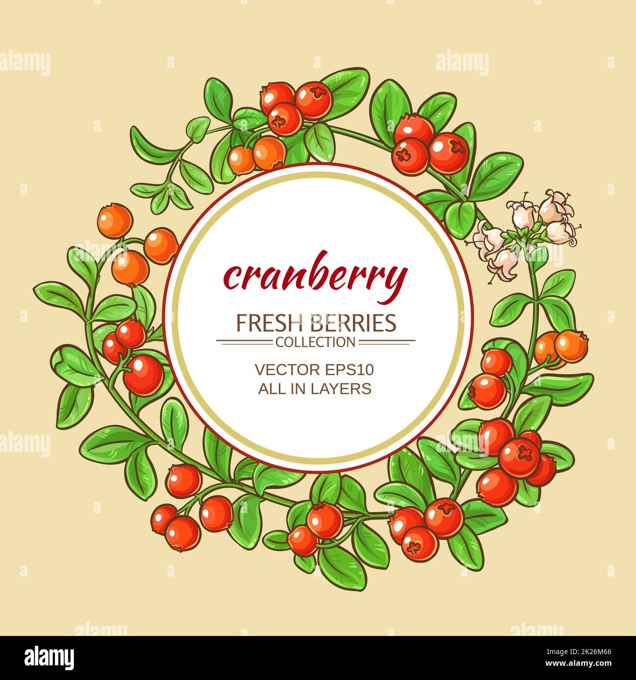 cranberry vector frame Stock Photo - Alamy
