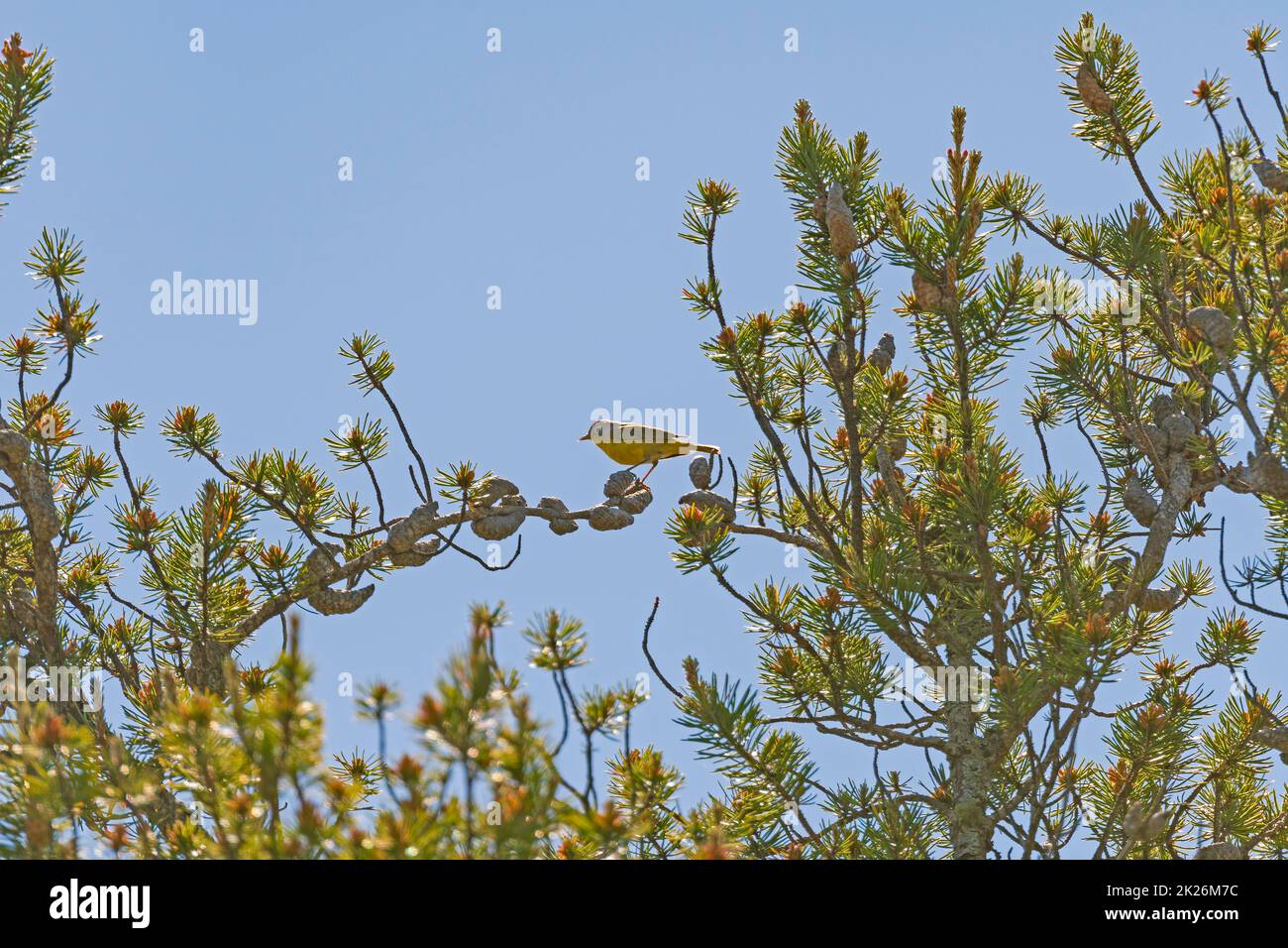 A Nashville Warbler Sitting in a Pine Tree Stock Photo - Alamy