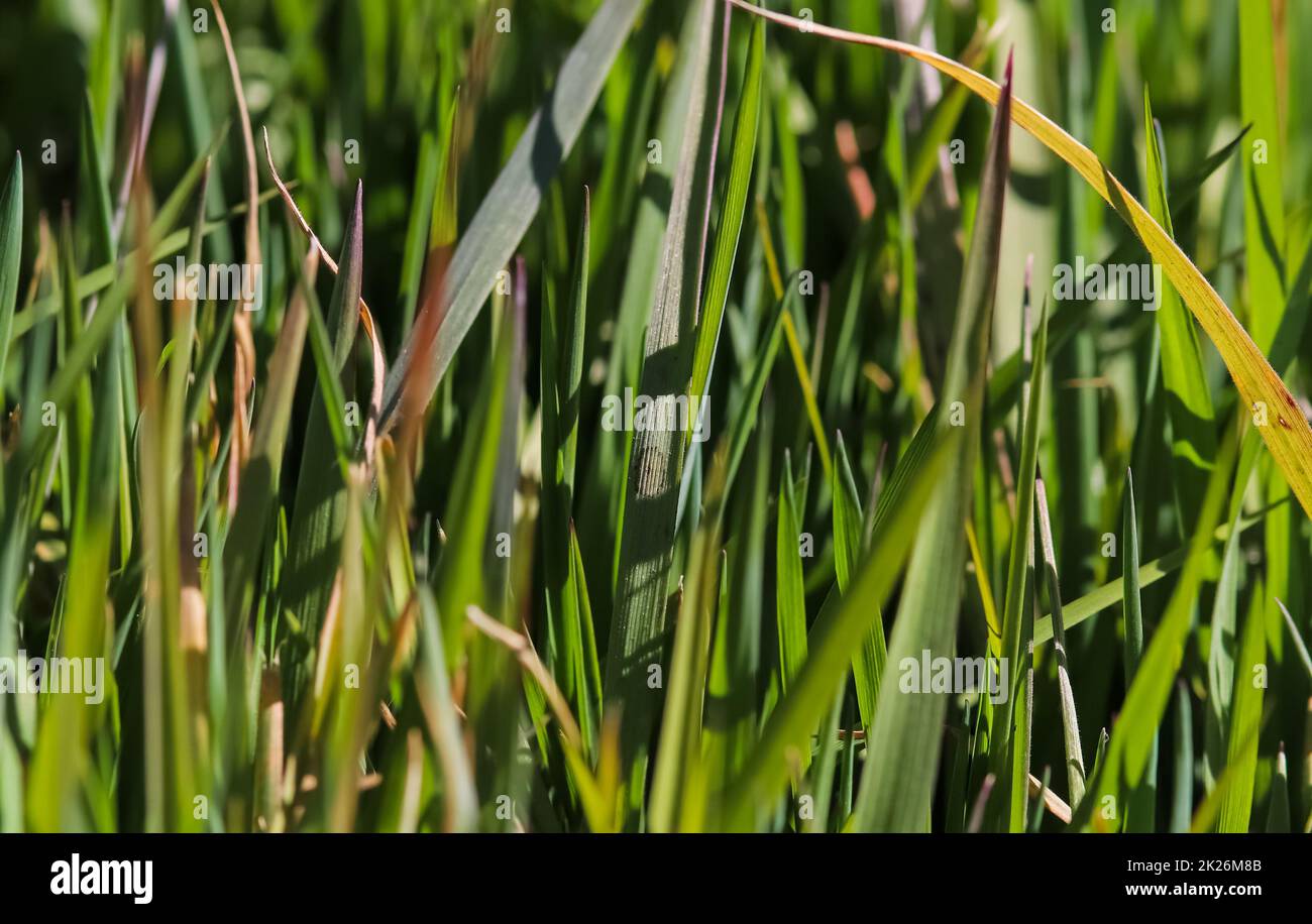 Close up surface of green grass on a meadow on a sunny summer day Stock ...
