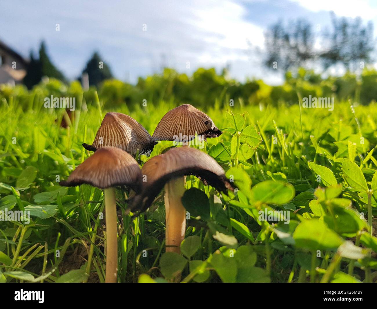Small white mushrooms grow hi-res stock photography and images - Alamy